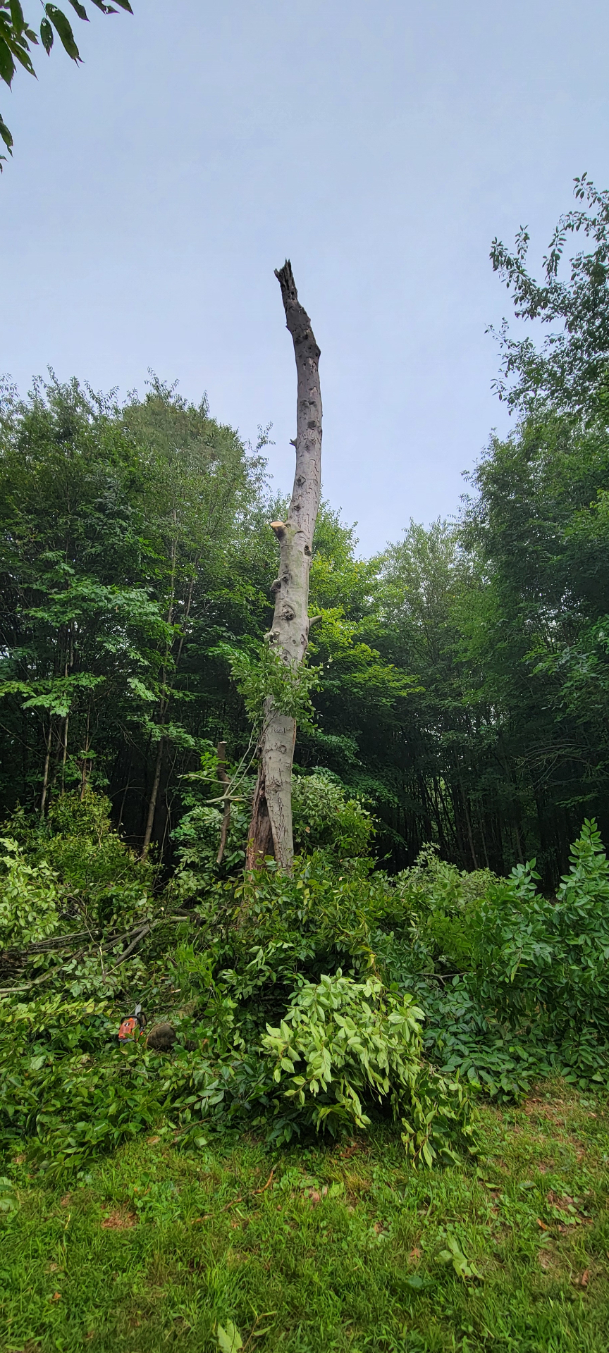 Anderson Tree Service | Tree Removal & Trimming OH