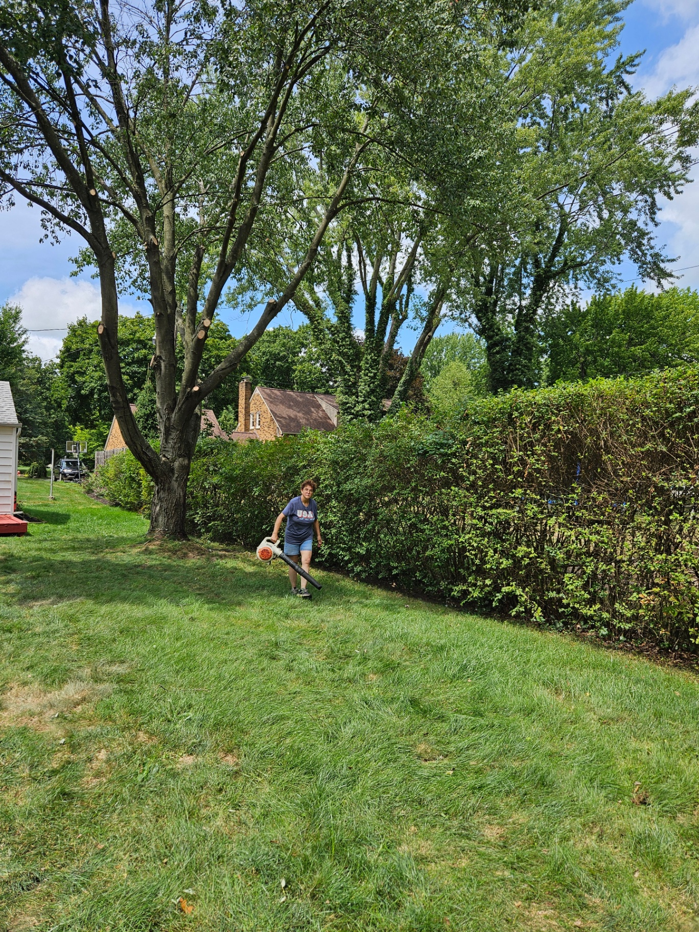 Anderson Tree Service | Tree Removal & Trimming OH